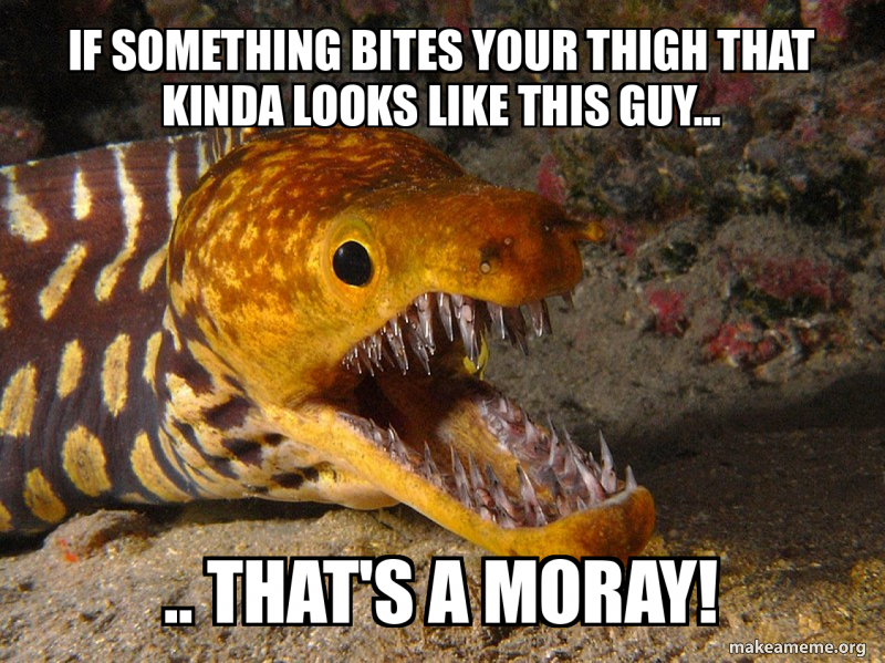 If something bites your thigh that kinda looks like this guy... .. that ...