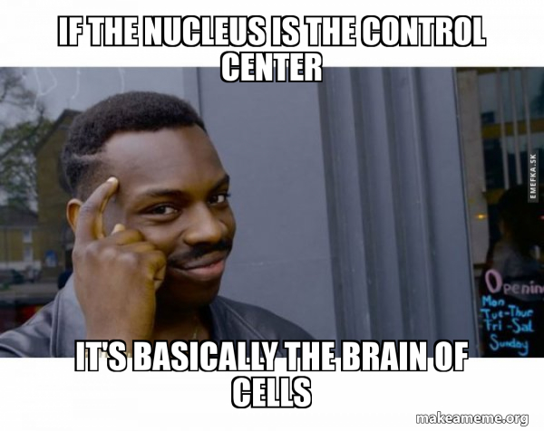 if the nucleus is the control center it's basically the brain of cells ...