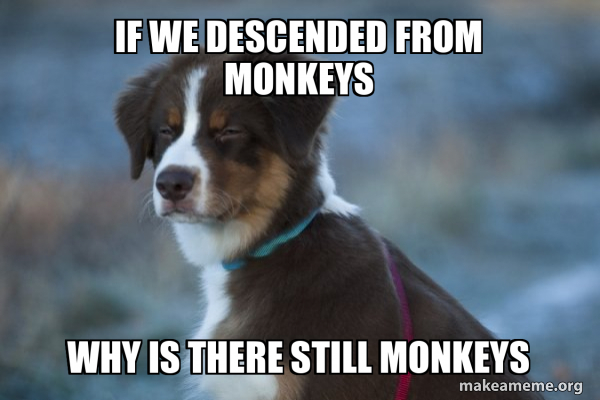 If we descended from monkeys Why is there still monkeys - Unsure Dog ...