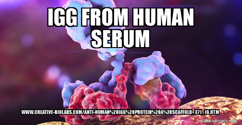 igg from human serum www.creative-biolabs.com/Anti-Human%20IgG ...