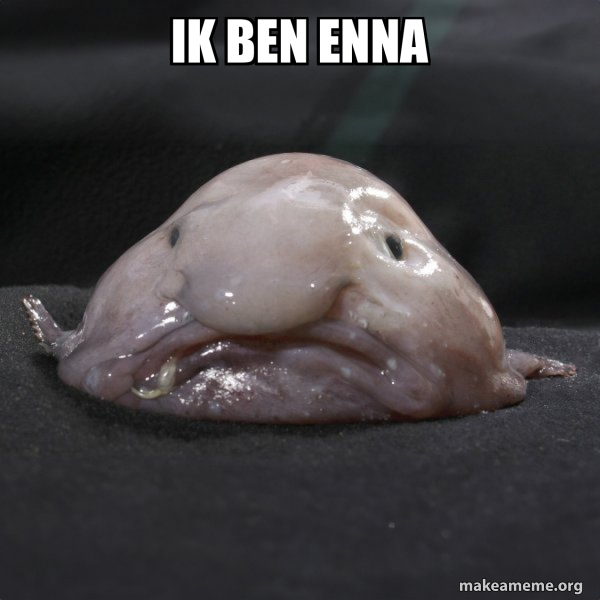 ik ben enna - Blobfish Meme Generator