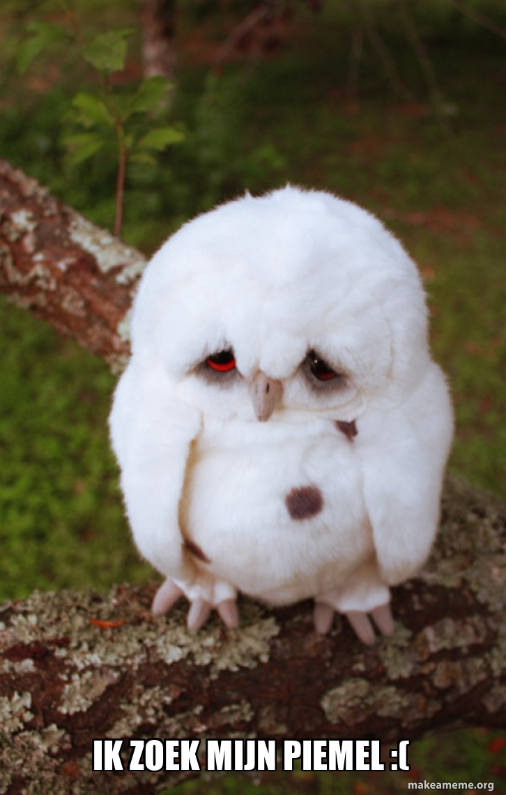 ik zoek mijn piemel :( - Sad Owl Meme Generator