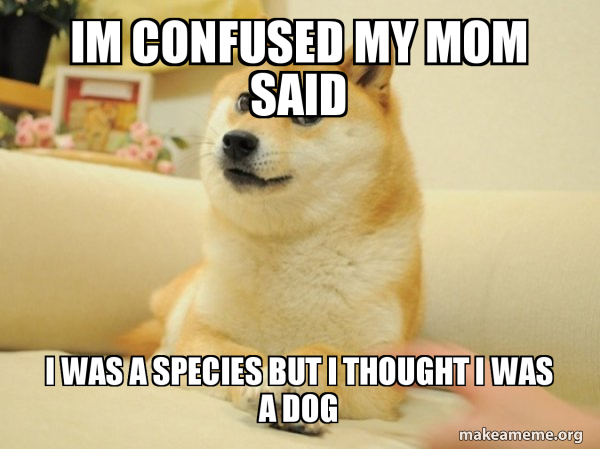 Confused Dog Meme