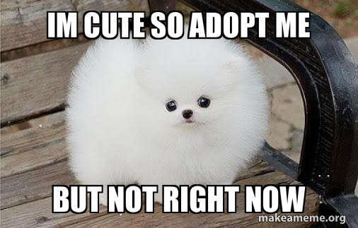 im cute so adopt me but not right now Meme Generator