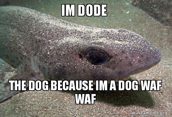 im dode the dog because im a dog waf waf - Dirty Joke Dogfish Meme ...
