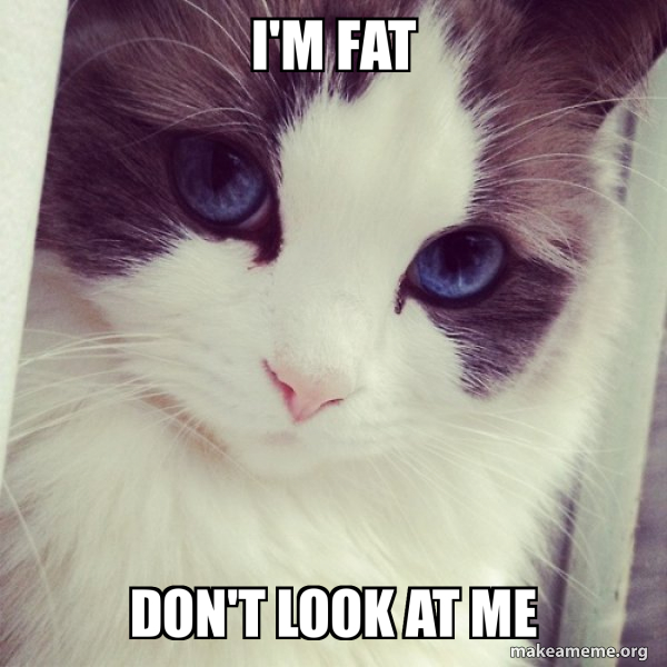 I'm fat don't look at me - Ridiculously Photogenic Cat Meme Generator