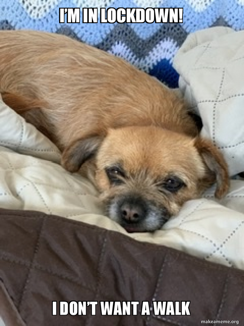 Iâ€™m in Lockdown! I donâ€™t want a walk - Lockdown pup Meme Generator