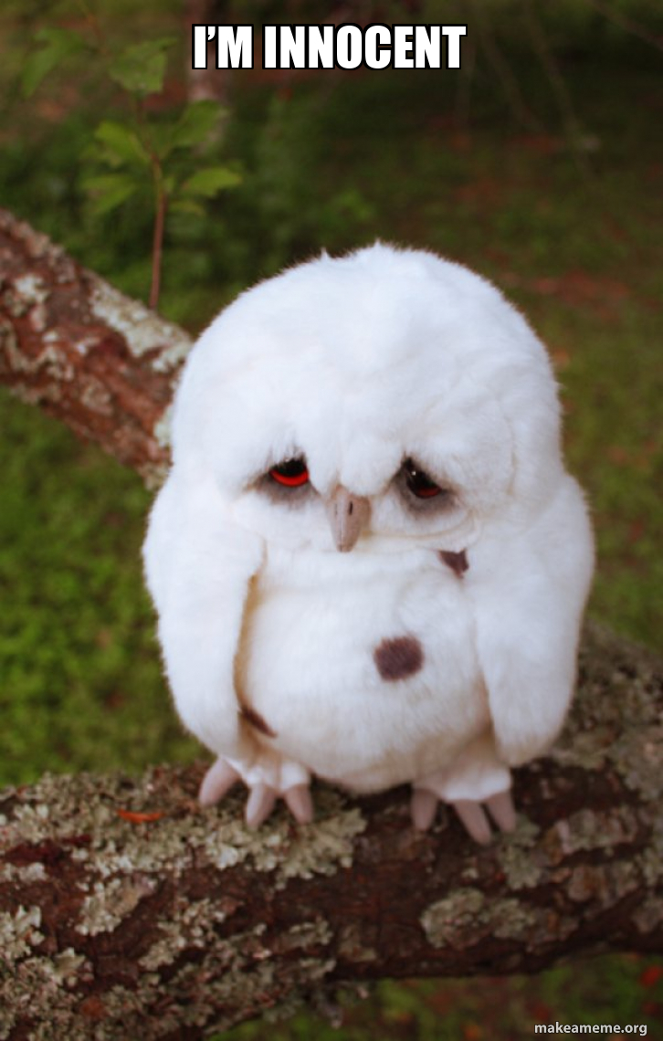 I’m innocent - Sad Owl Meme Generator