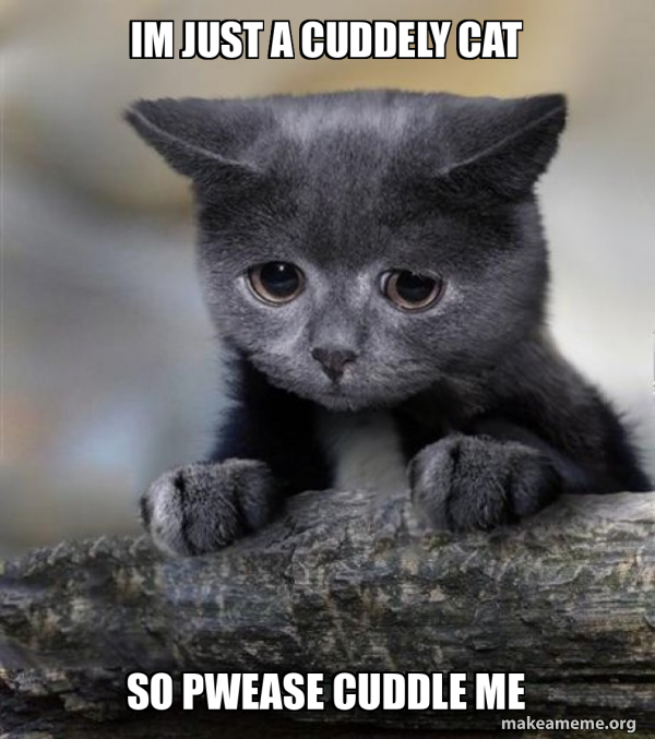 im just a cuddely cat so pwease cuddle me - Confession Cat Meme Generator