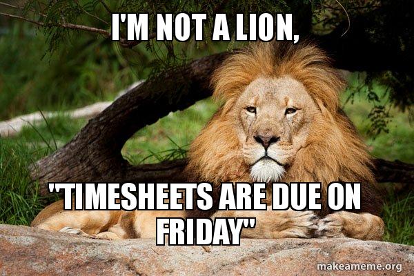 I'm not a Lion, "Timesheets are due on Friday" - Contemplative Lion ...