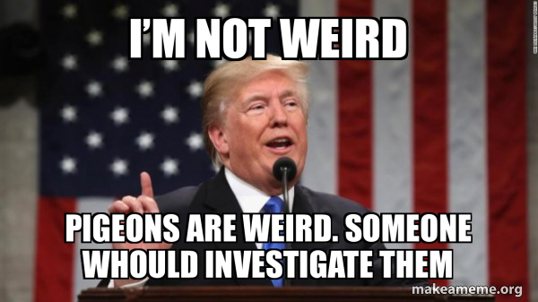 I’m not weird PIGEONS Are weird. Someone whould investigate them ...