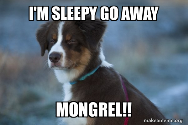 I'm sleepy go away MONGREL!! - Unsure Dog Meme Generator