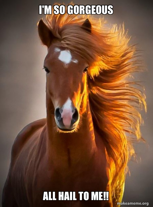 i'm so gorgeous all hail to me!! - Ridiculously photogenic horse Meme ...