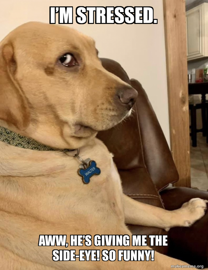 I’m stressed. Aww, he’s giving me the side-eye! So funny! Meme Generator