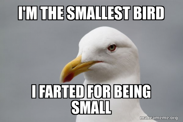 I'm the smallest bird I FARTED FOR BEING SMALL - Stuff That Didn't ...