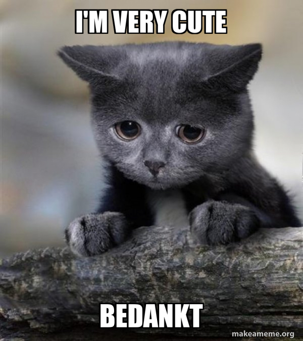 i'm very cute Bedankt - Confession Cat Meme Generator
