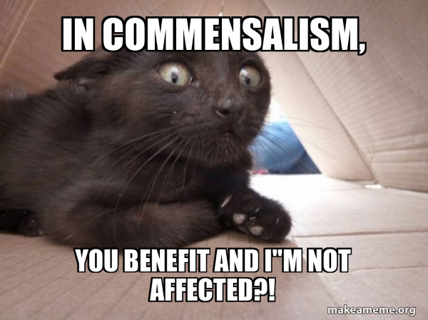 In commensalism, YOU BENEFIT AND I"M NOT AFFECTED?! - Schitzo Cat Meme ...