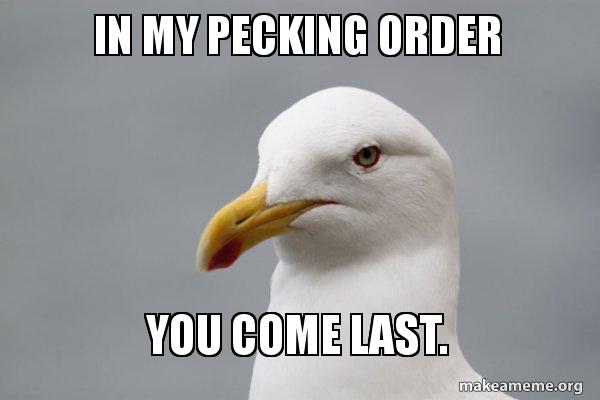 In my pecking order You come last. - Stuff That Didn't Happen Seagull ...