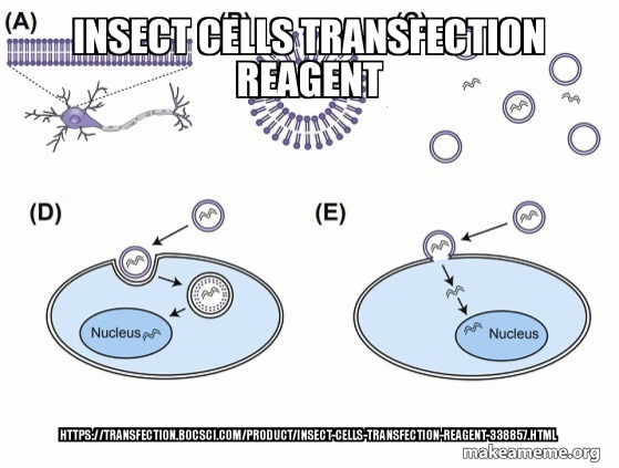 insect cells transfection reagent https://transfection.bocsci.com ...
