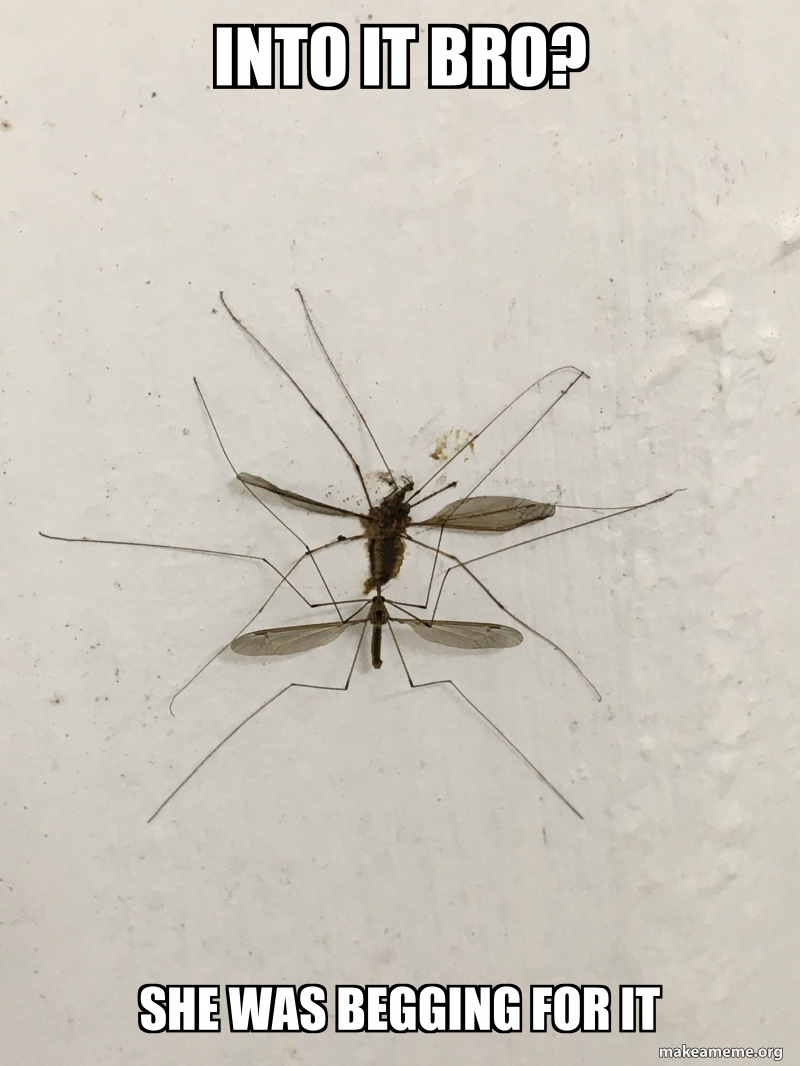 Into it bro? She was begging for it Meme Generator