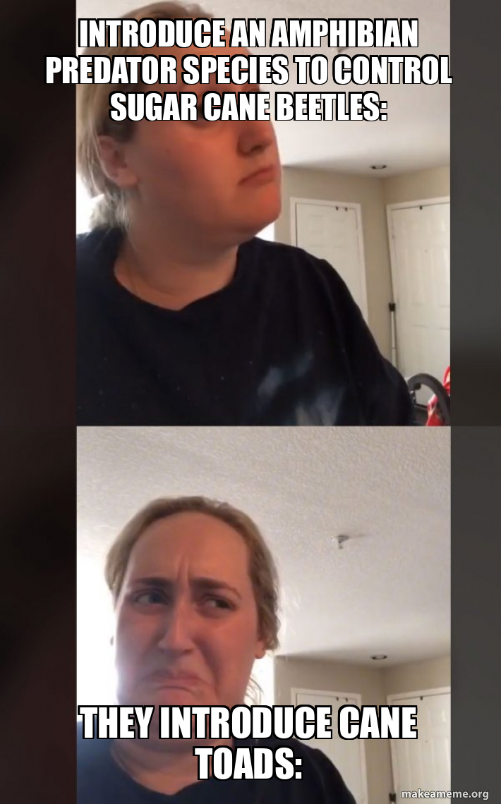 Introduce an amphibian predator species to control Sugar Cane beetles ...