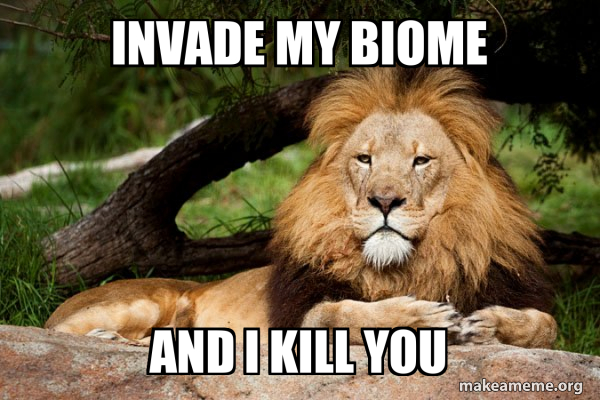 INVADE MY BIOME AND I KILL YOU - Contemplative Lion Meme Generator