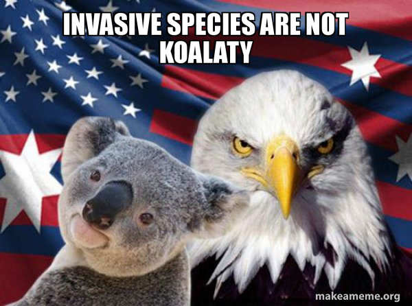 INVASIVE SPECIES ARE NOT KOALATY - Ameristralia Meme Generator