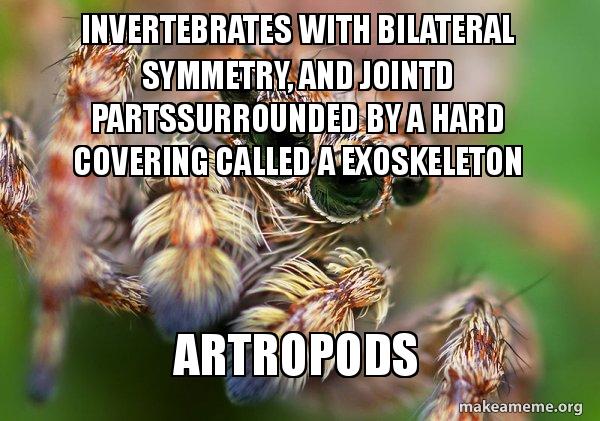 Invertebrates with bilateral symmetry, and jointd partssurrounded by a ...