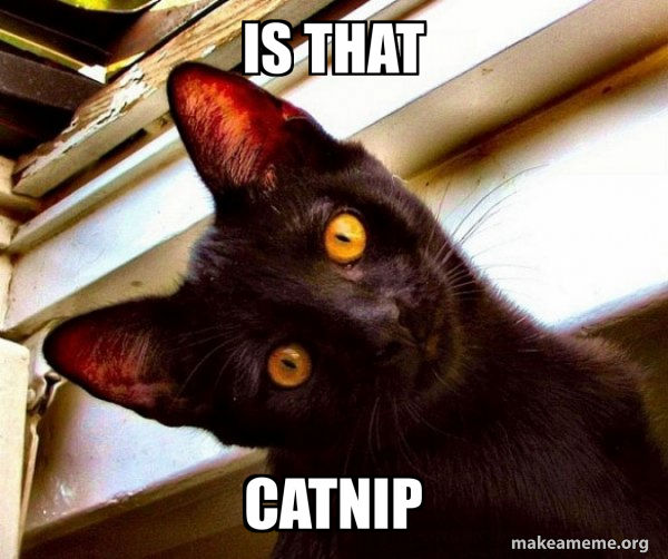 Is that catnip - Overly Attached Cat Meme Generator