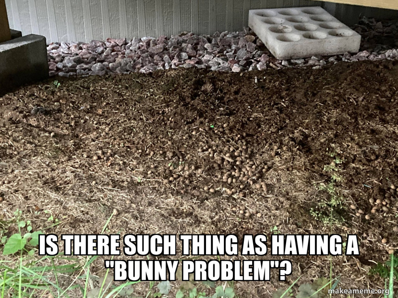 Is there such thing as having a "bunny problem"? Meme Generator