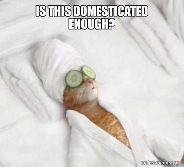 Is this domesticated enough? - Pampered Cat Meme Meme Generator