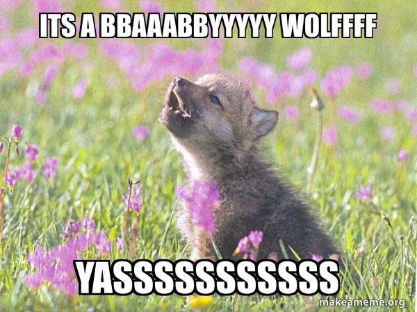 ITS A BBAAABBYYYYY WOLFFFF yasssssssssss - Baby Insanity Wolf Meme Generator