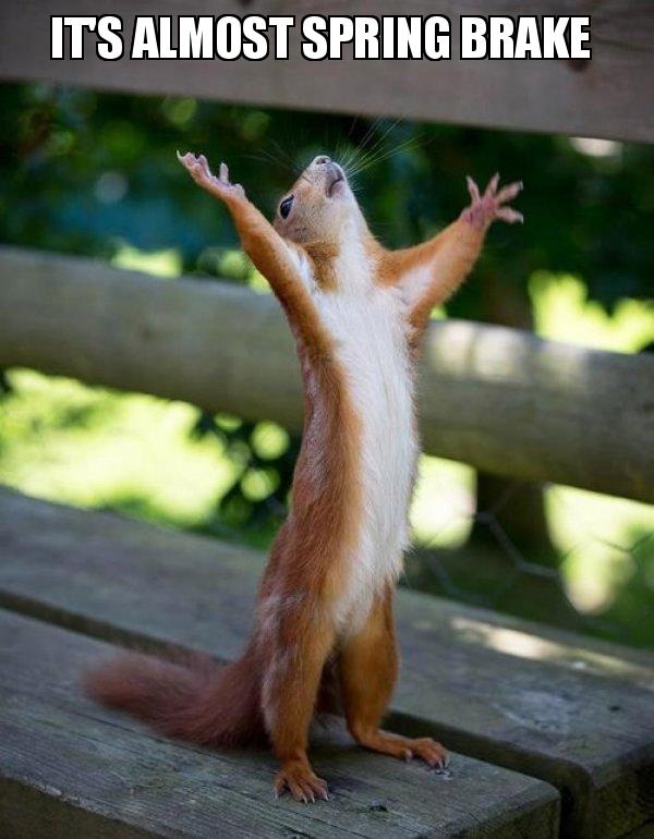 it's almost spring brake - Happy Squirrel Meme Generator