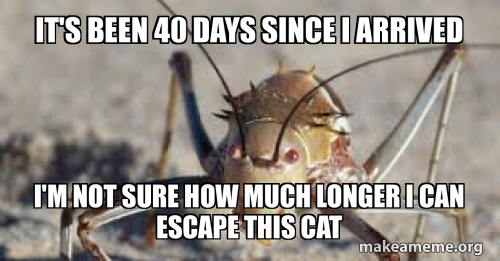 It's been 40 days since I arrived I'm not sure how much longer I can ...