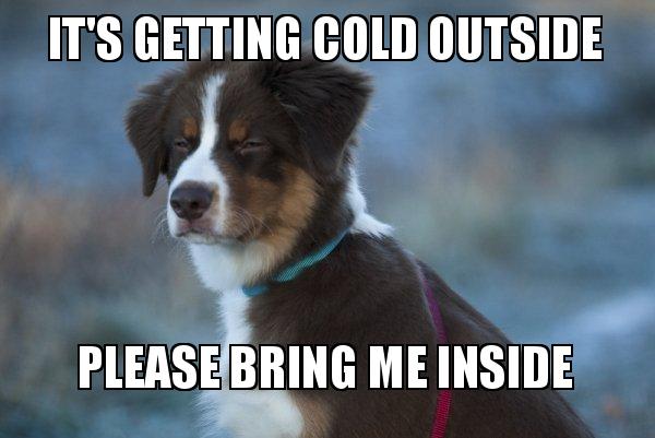 Sick Dog Memes Memes To Make You Smile When You Are Sick As A Dog