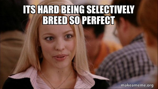 Its hard being selectively breed so perfect - Mean Girls Meme Meme ...