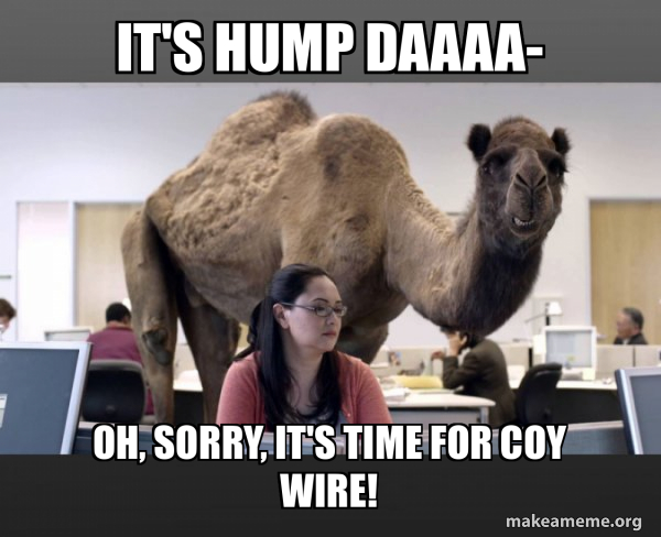 It's hump daaaa- oh, sorry, it's time for coy wire! - Hump Day Camel ...