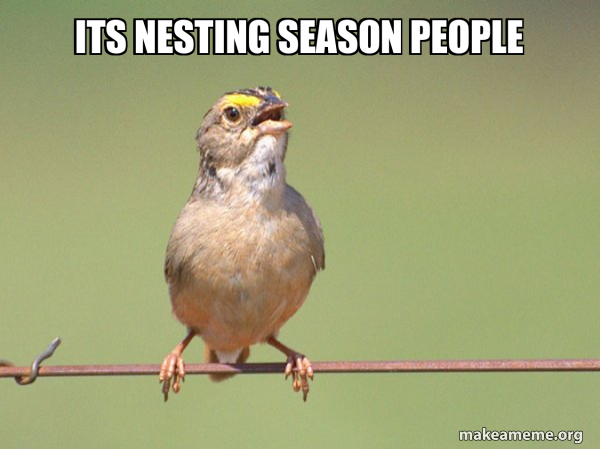 ITS NESTING SEASON PEOPLE - Common Opinion Sparrow Meme Generator