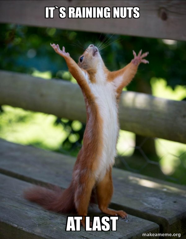 it`s raining nuts at last - Happy Squirrel Meme Generator