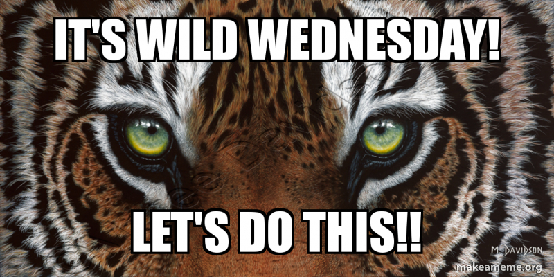 It's wild wednesday! Let's do this!! Meme Generator