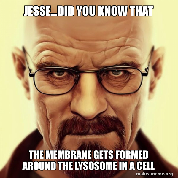 JESSE...did you know that the membrane gets formed around the lysosome ...