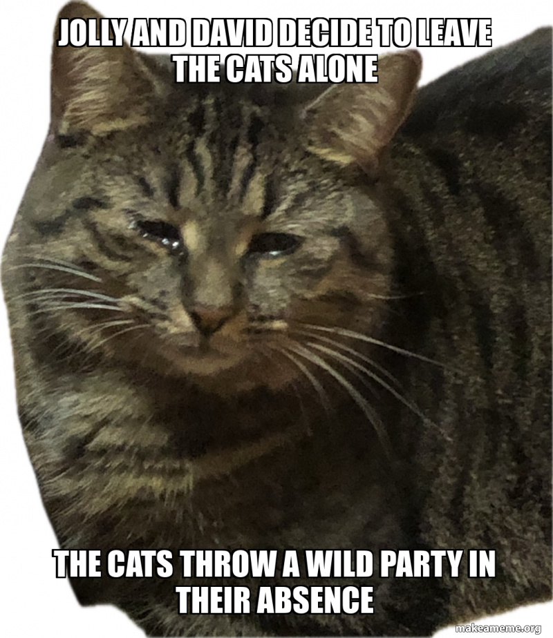 Jolly and David decide to leave the cats alone The cats throw a wild ...
