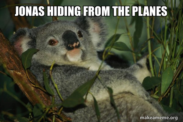 Jonas hiding from the planes - Laid Back Koala Meme Generator