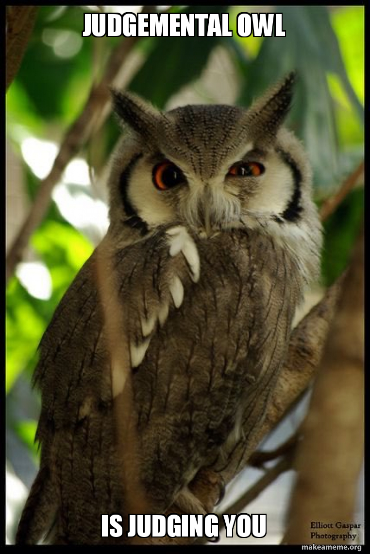 Judgemental Owl Is judging you Meme Generator