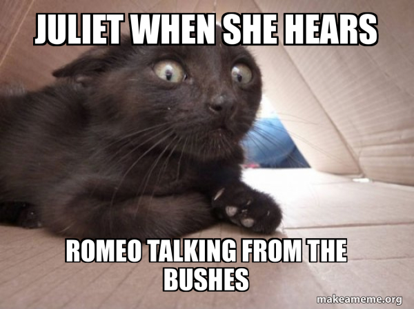 juliet when she hears romeo talking from the bushes - Schitzo Cat Meme ...