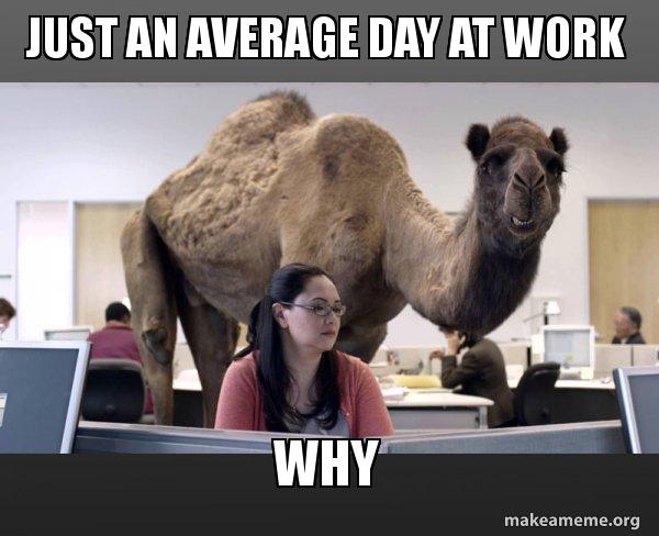 Just an average day at work why - Hump Day Camel Meme Generator