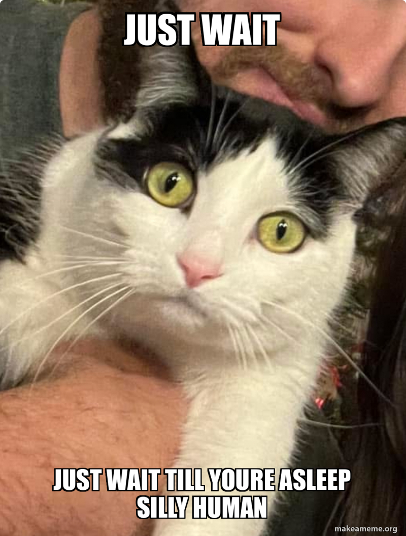 Just wait Just wait till youre asleep silly human Meme Generator