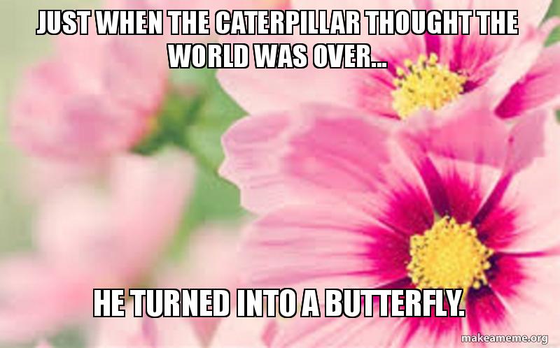 Just when the caterpillar thought the world was over... he turned into ...
