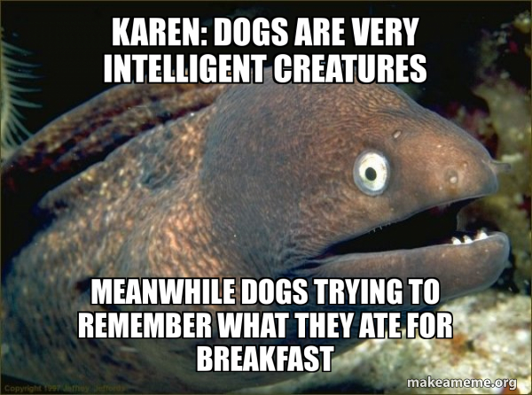 Karen: dogs are very intelligent creatures meanwhile dogs trying to ...