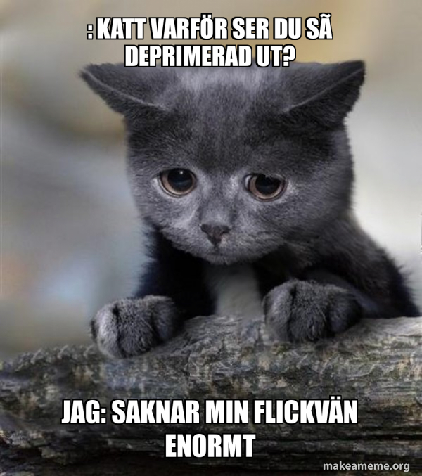 : katt varför ser du så deprimerad ut? Jag: saknar min flickvän enormt ...